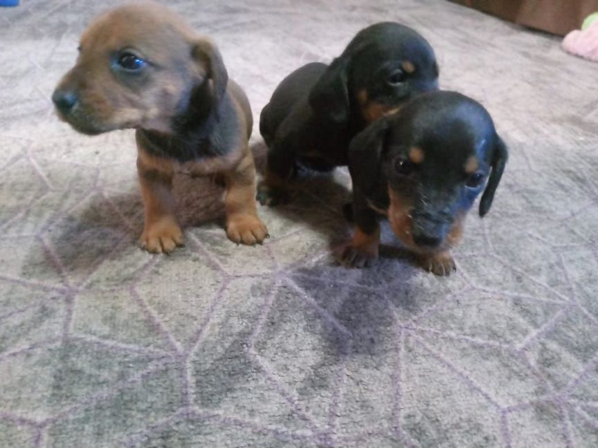 Такса в добрые руки