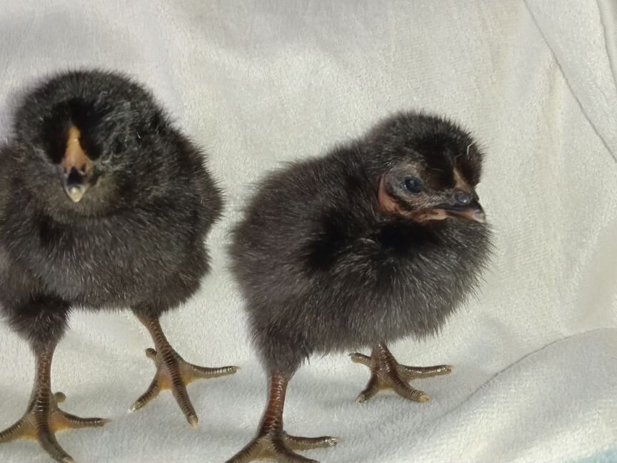 Цыплята суточные несушки