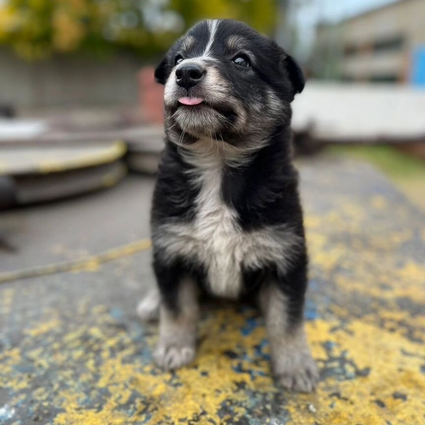 Щенок в добрые руки