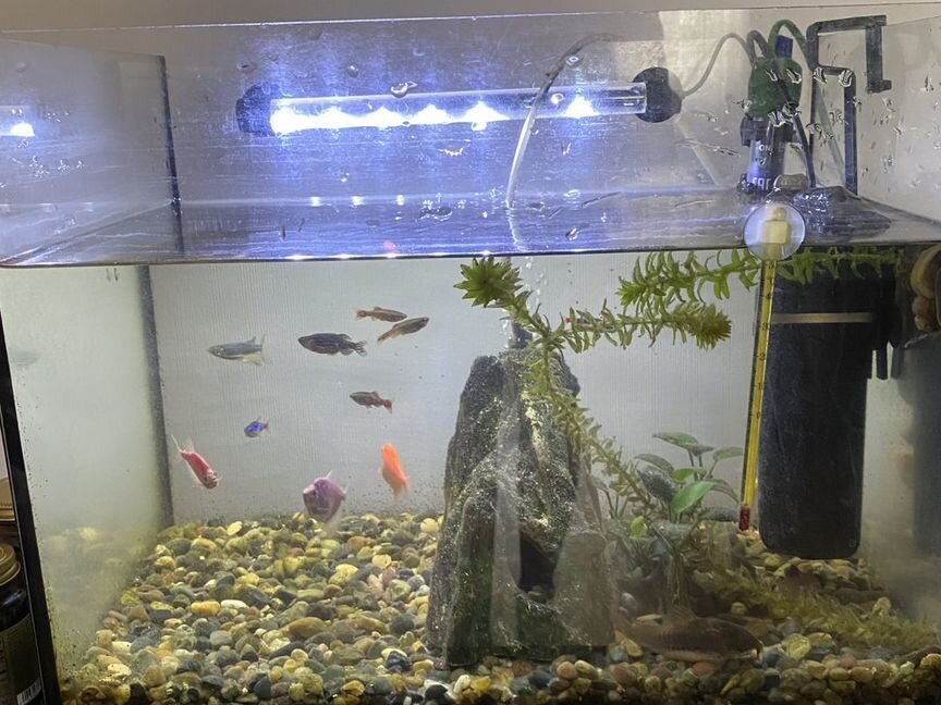 Аквариум с рубками 50 л