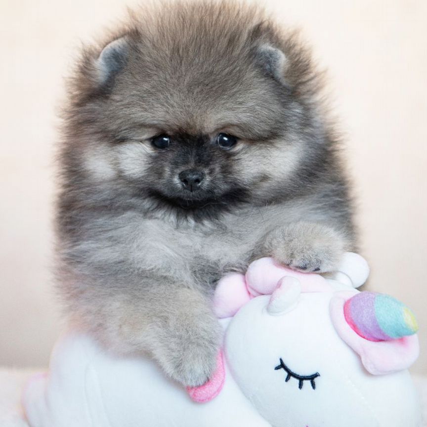 Померанский шпиц, щенок