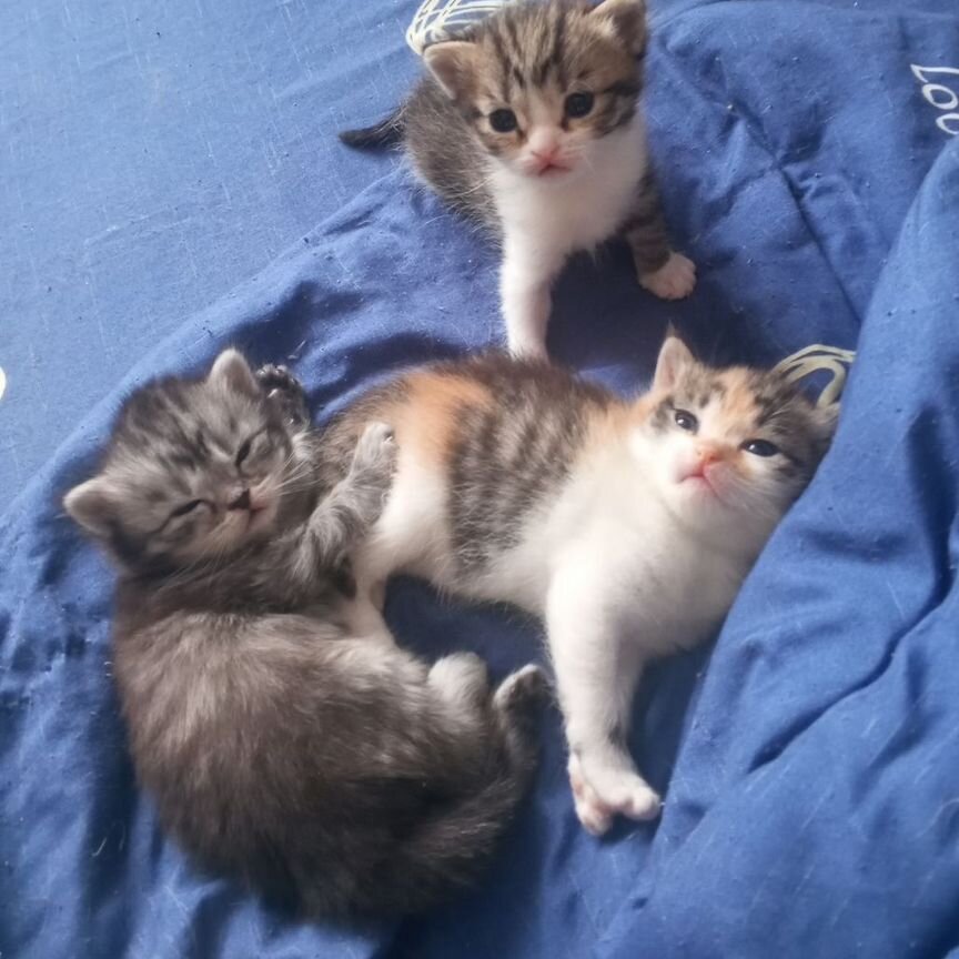 Британский длинношёрстный котёнок