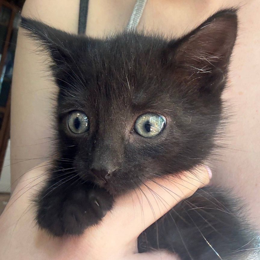 Котёнок в добрые руки