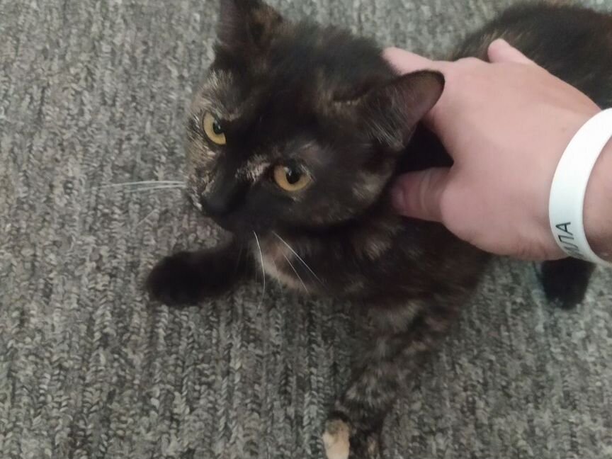 Кошечка в добрые руки