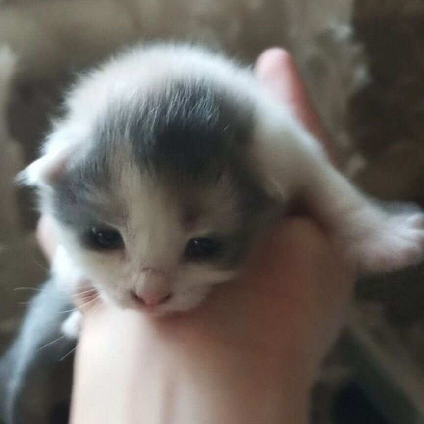 Безпородные котята