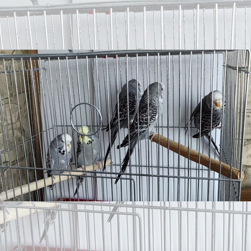 Волнистые попугаи Чехи