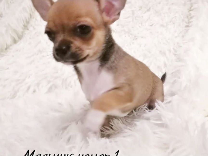 Чихуахуа