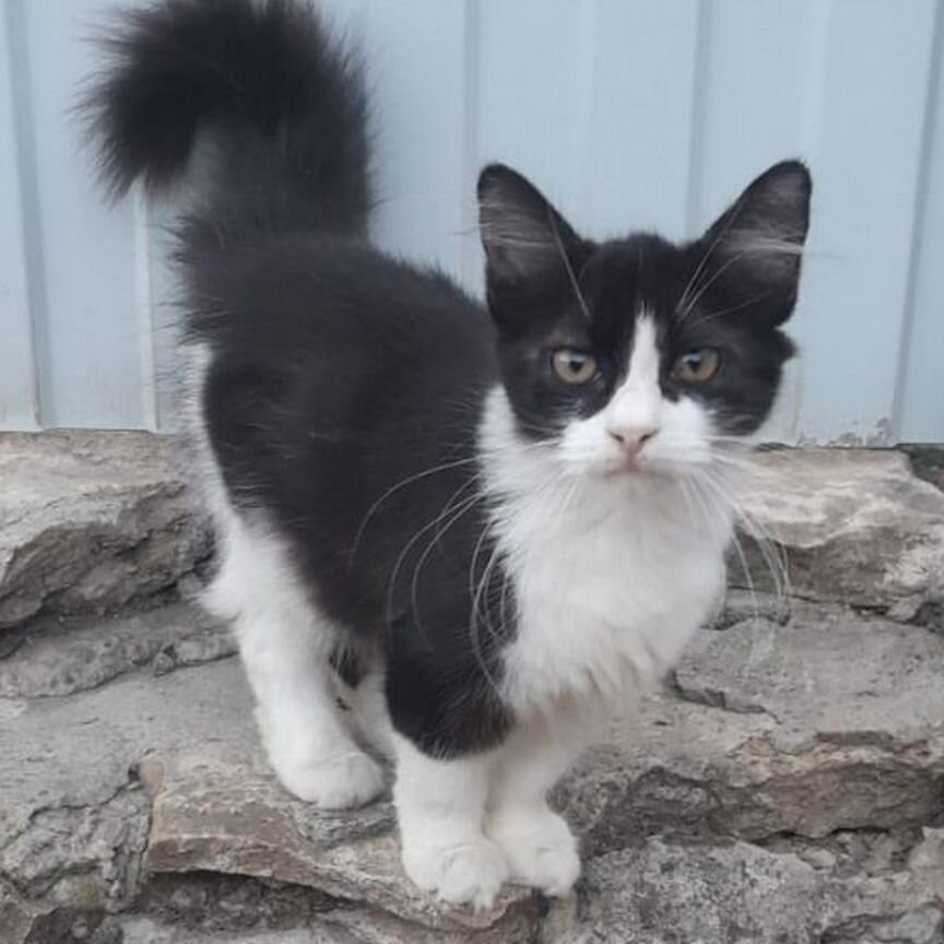 Котик Балу в добрые руки