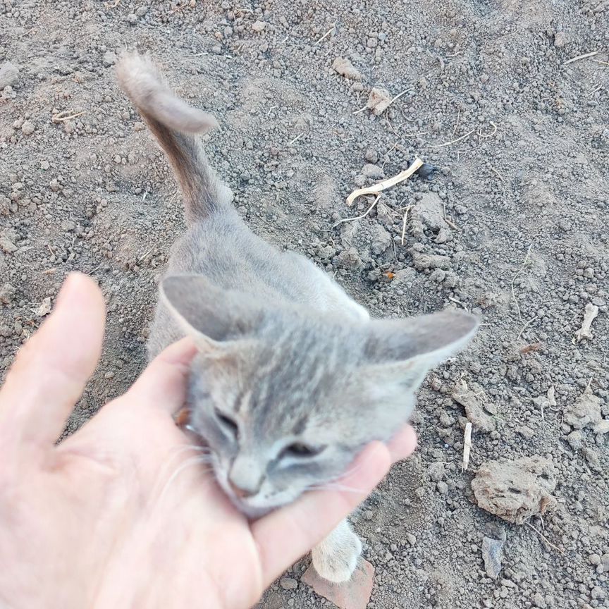 Чудные котята-подкидыши ищут любящих родителей