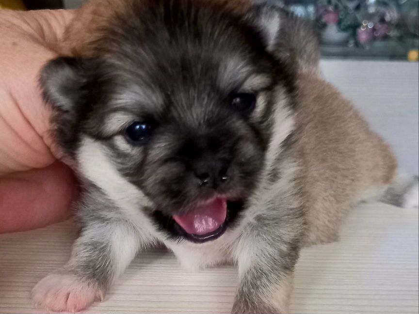 Новогодний подарочек. Померашка