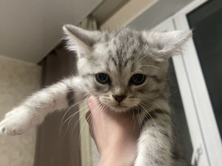 Шатланские котята