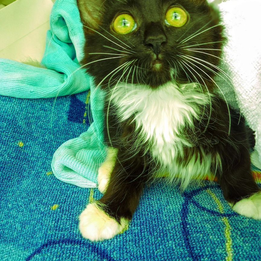 Сибирские Зеленоглазки