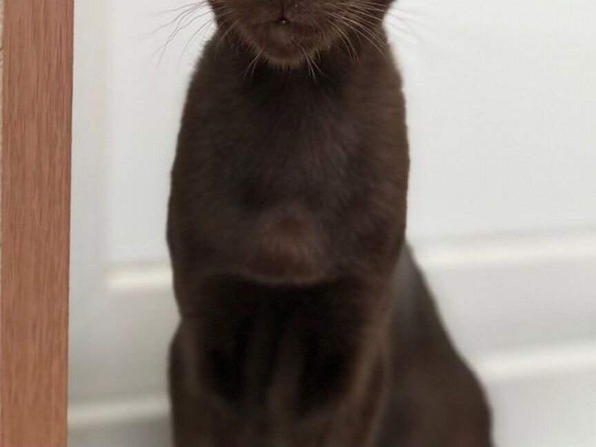 Ориентальные котята