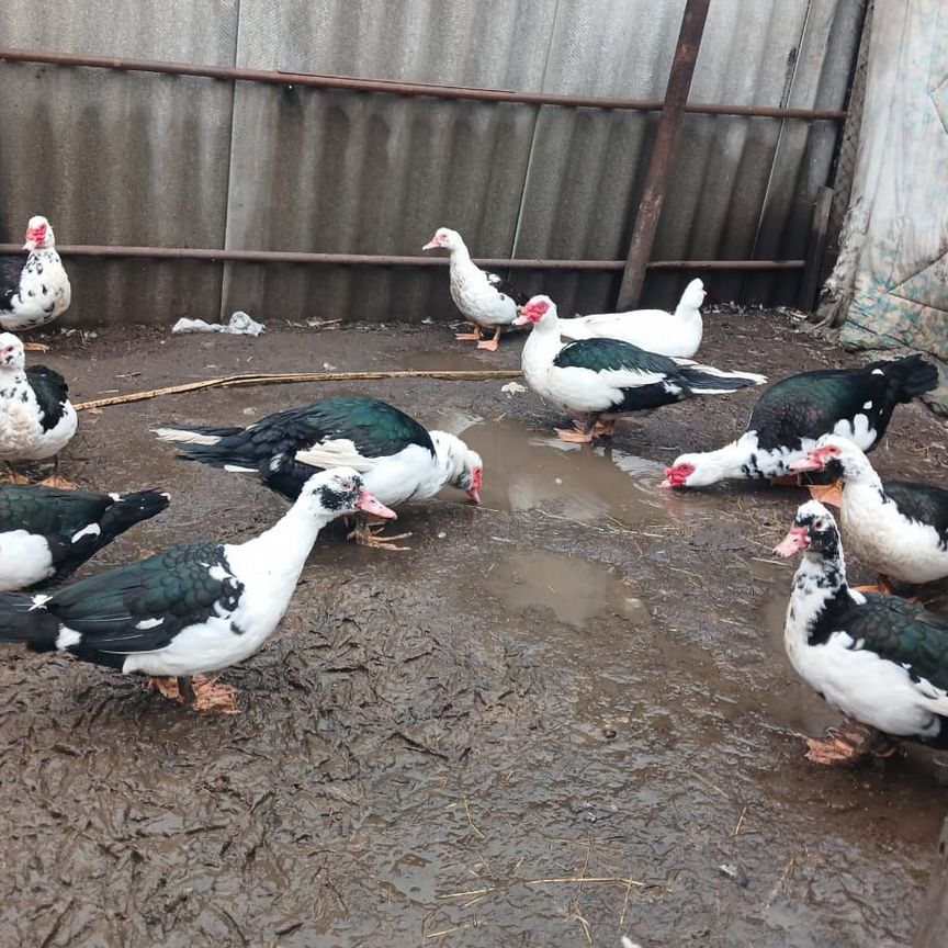 Мускусные утки