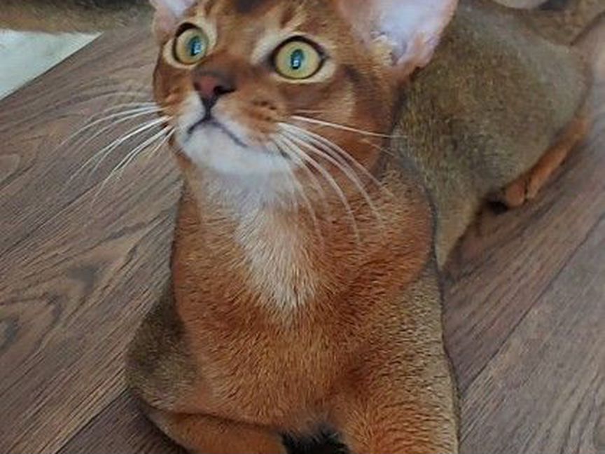 Абиссинский кот