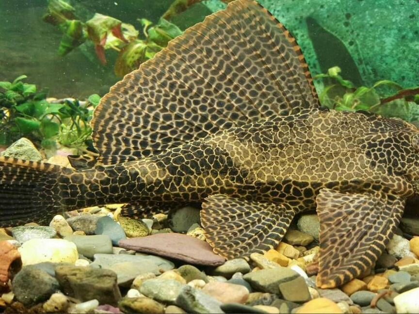 Птерегоплихт парчовый