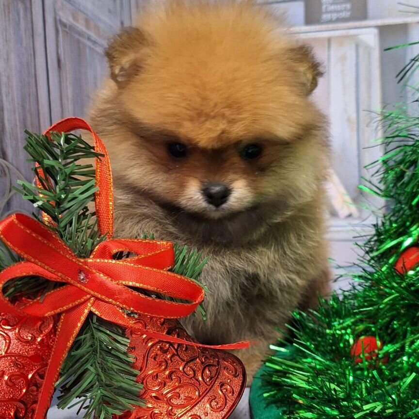 Немецкий шпиц, щенок