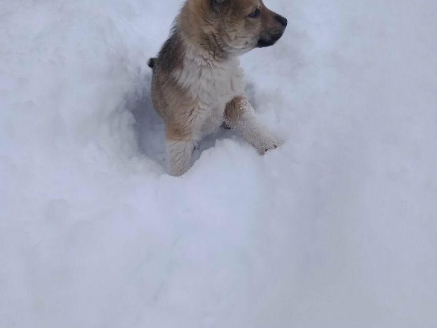 Лайка
