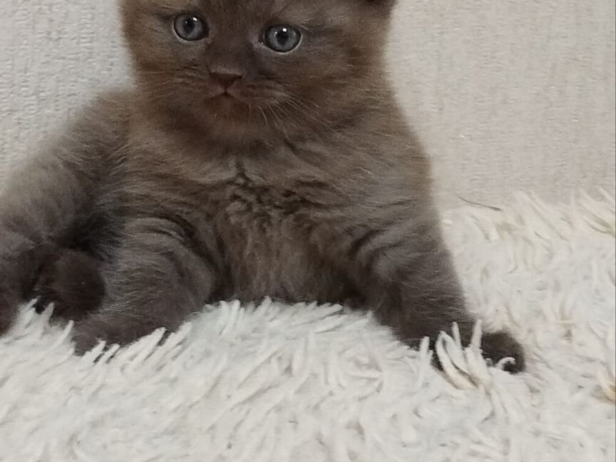 Шотландские котята