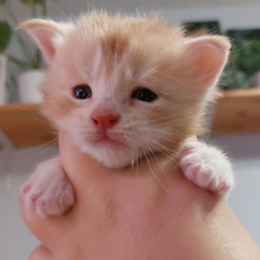Котик мейн-кун
