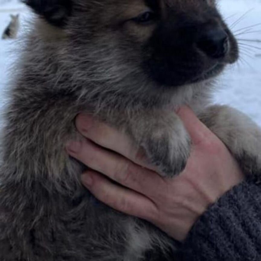 Отдам щенят бездомные