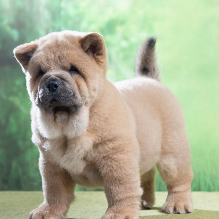 Чау-чау смуф