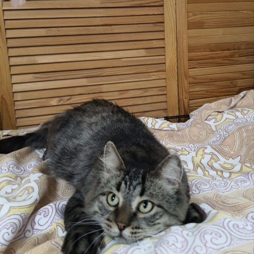 Котята в добрые руки москва