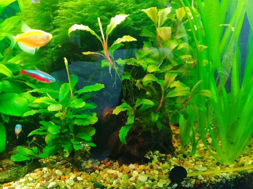 Буцифаландры