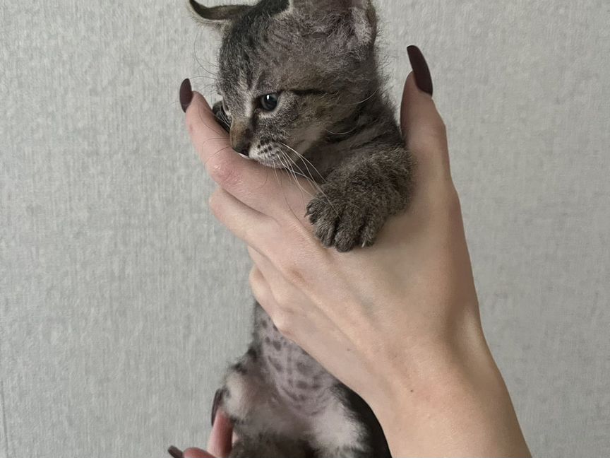 Котёнок сфинкс эльф браш