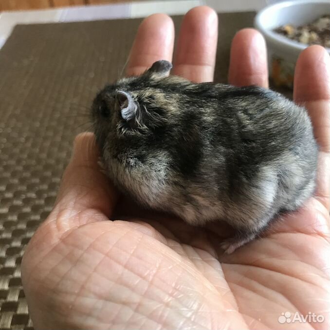 Отдаю джунгарского хомячка