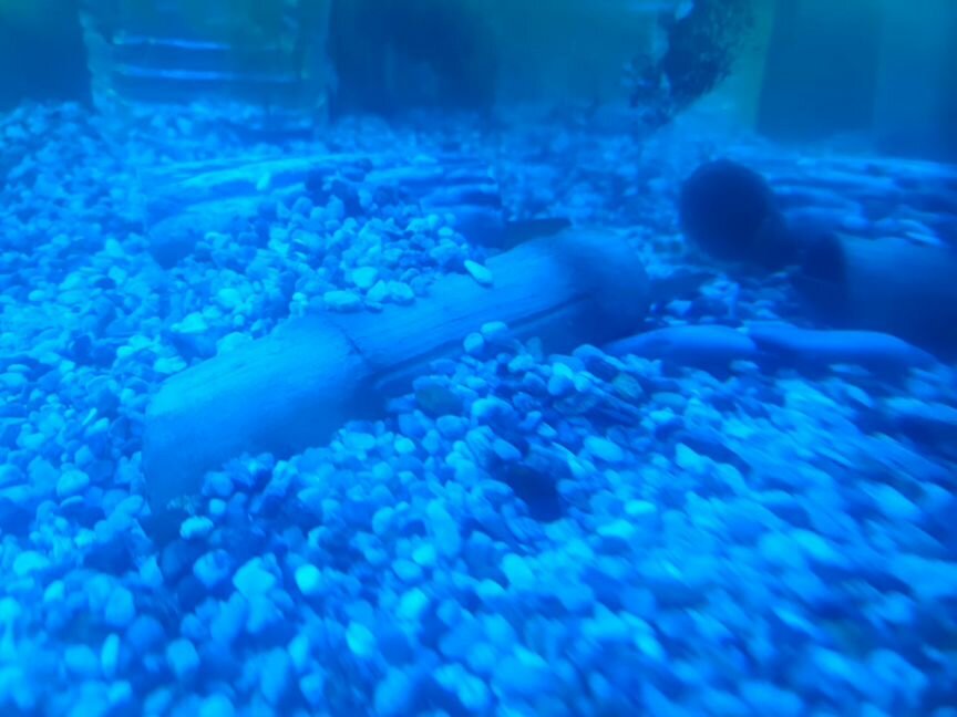 Рыбка боция клоун