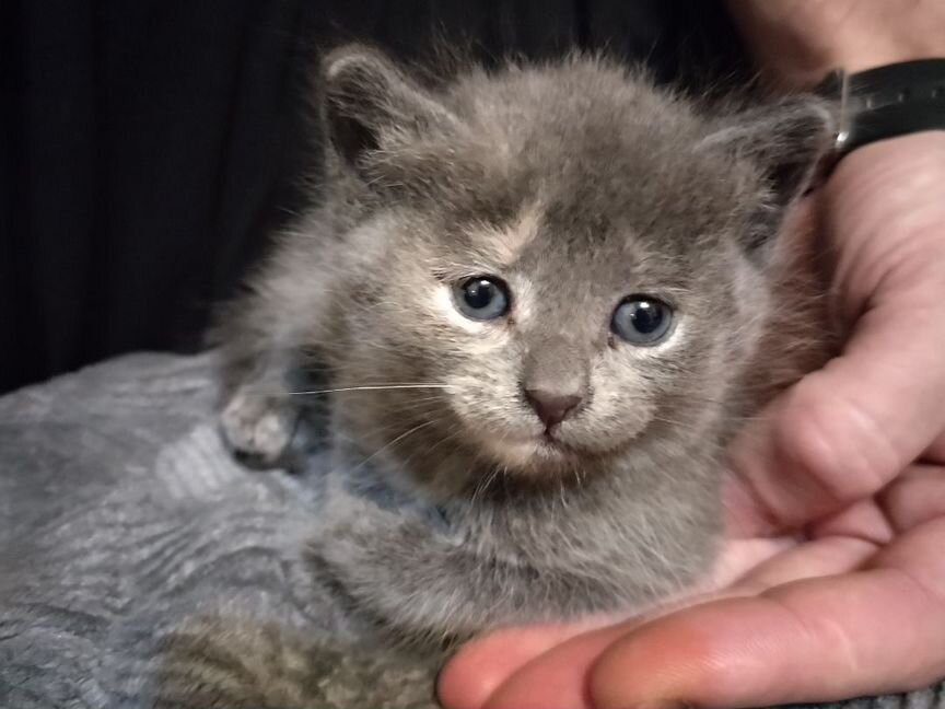 Ищем заботливых родителей для малышариков