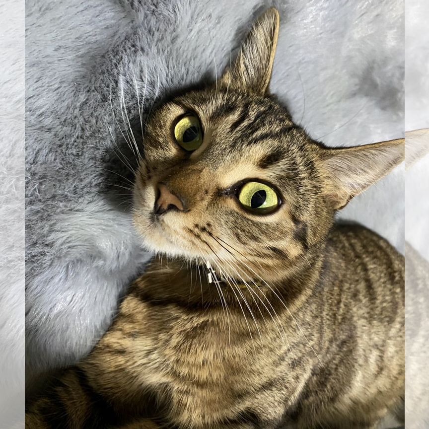 Продам кошку