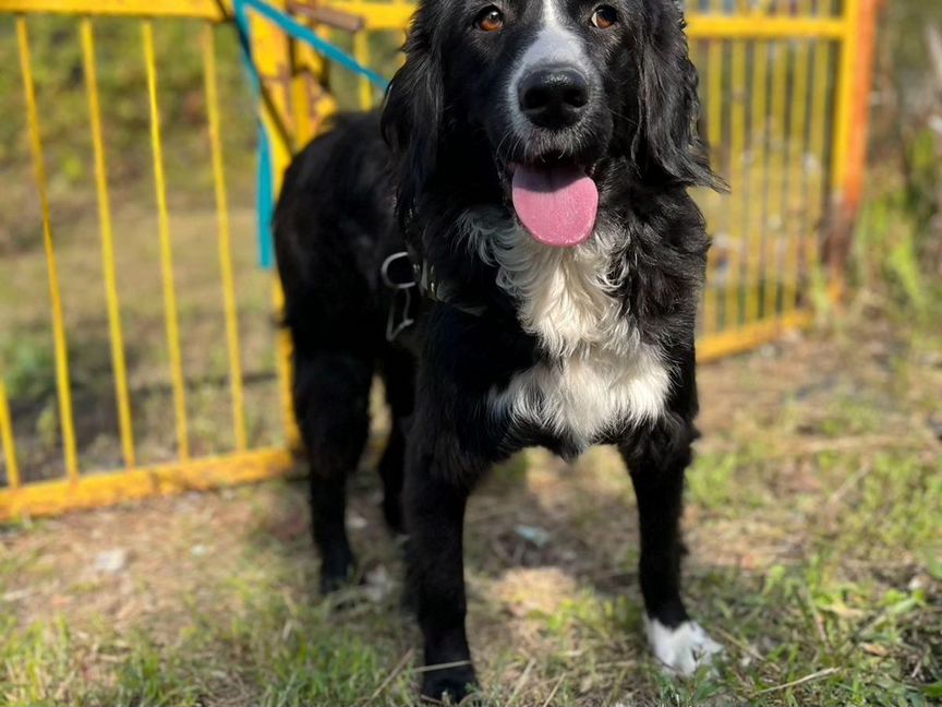 Собака в добрые руки