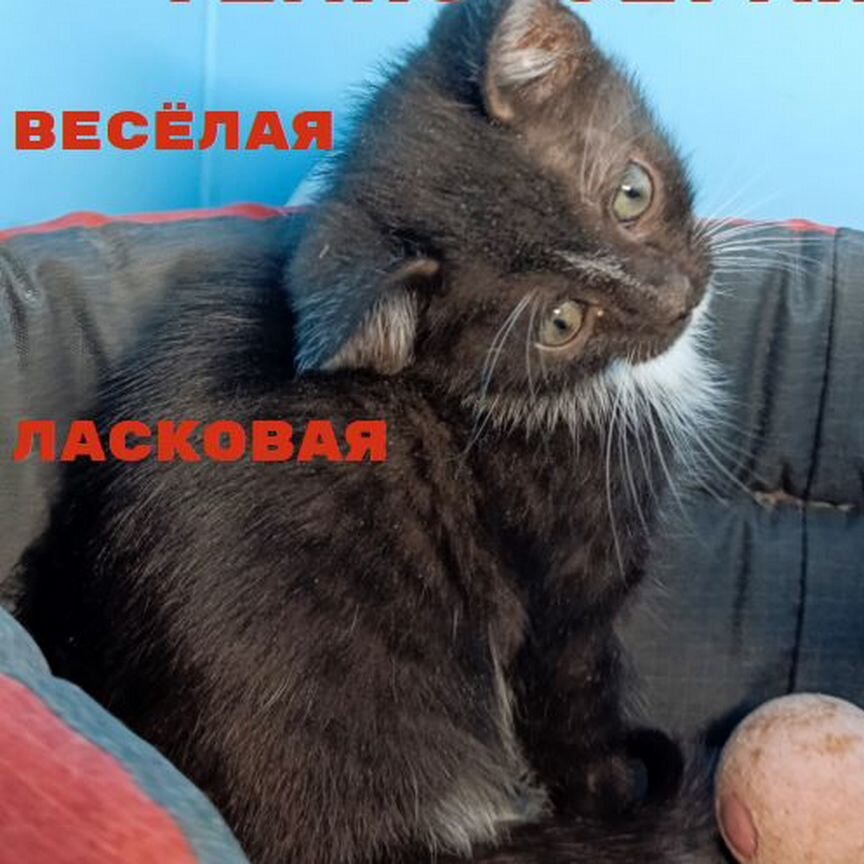 Котёнок в добрые руки