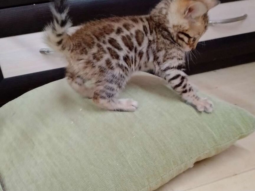 Бенгальские котята