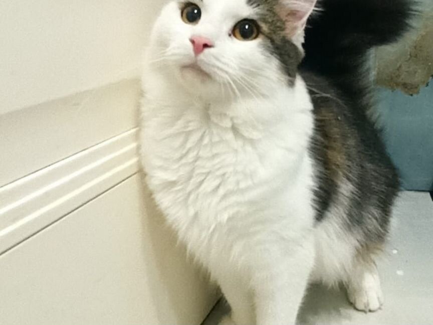 Кошка котенок 7 месяцев