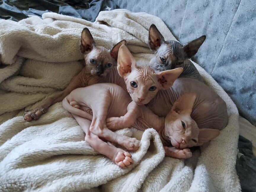 Канадский Сфинкс котенок (котята)