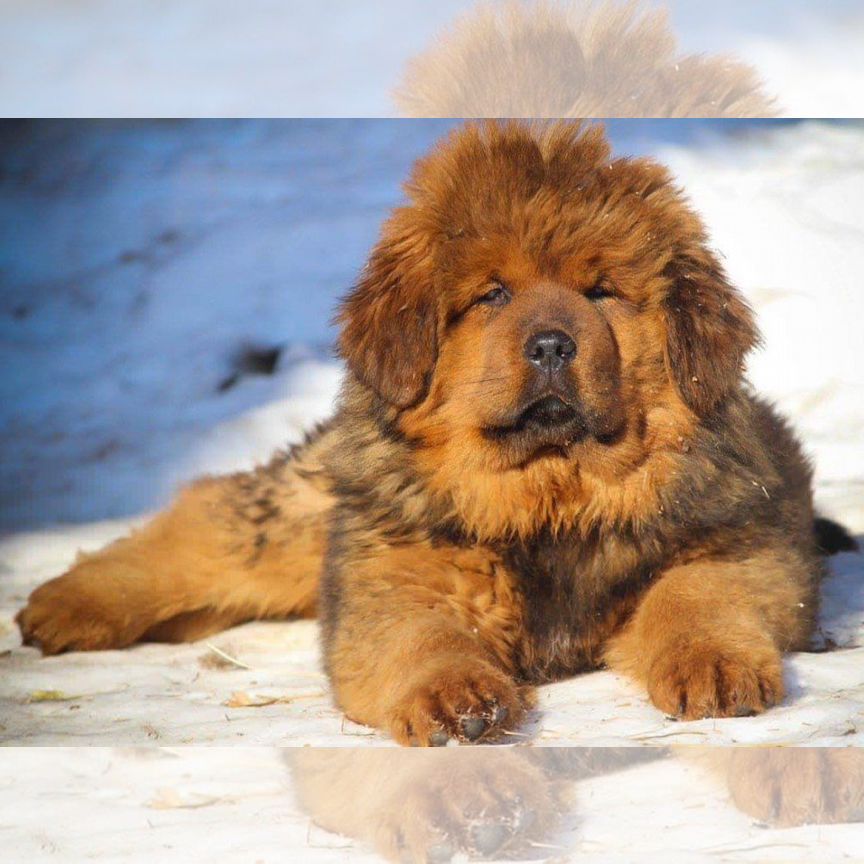 Тибетский мастиф, щенок