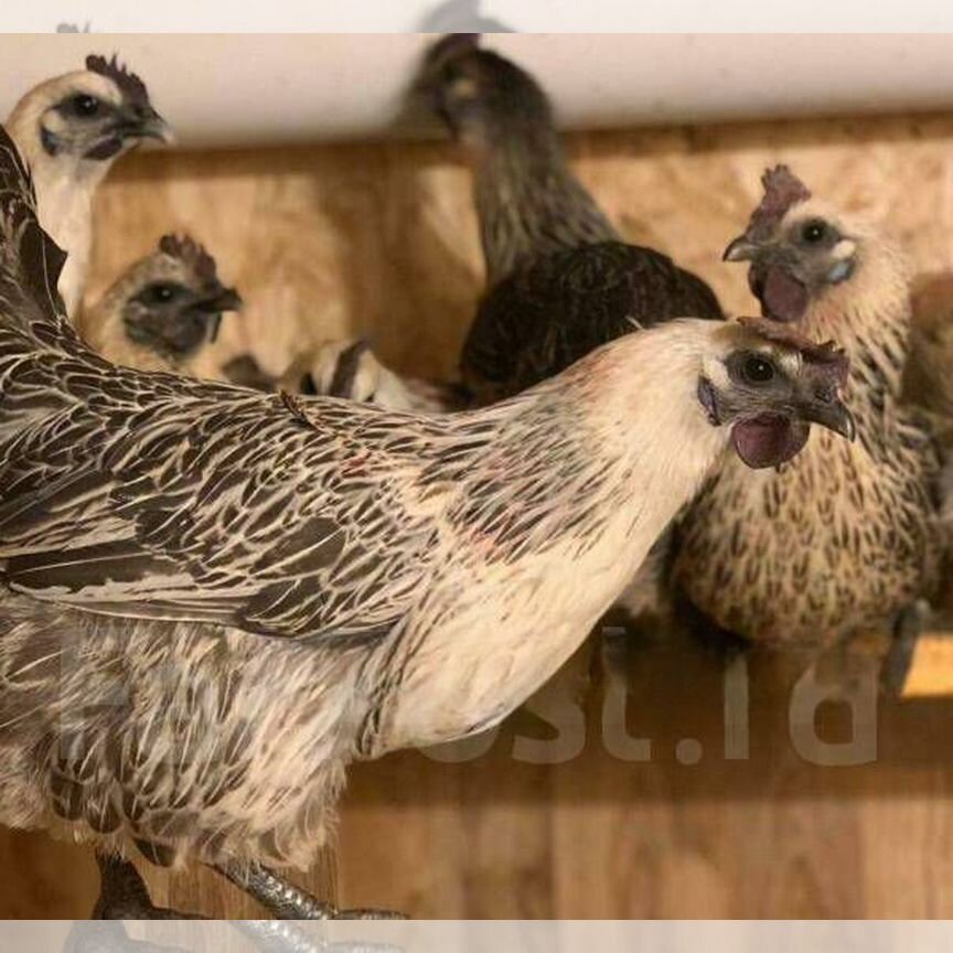 Инкубационное яйцо кур Лакеданзи