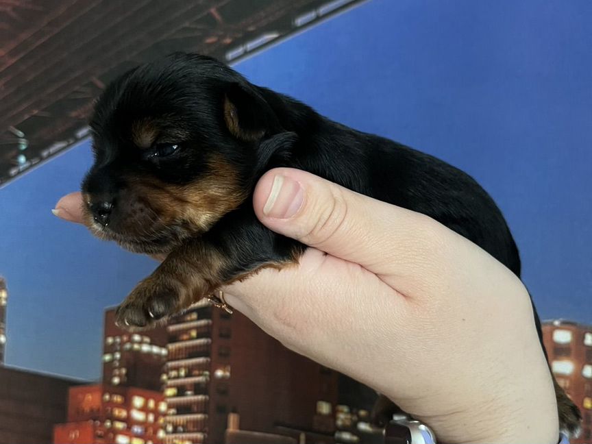 Девочка йорк стандарт