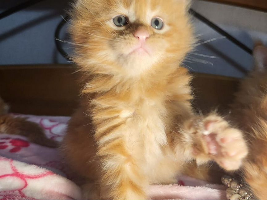 Котята мейн-кун