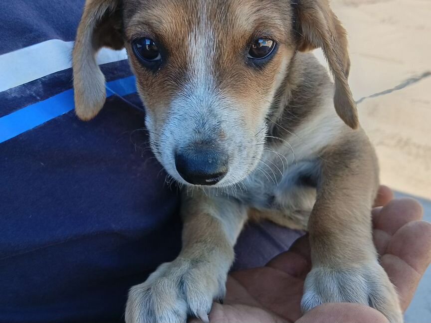 Милый щенок в добрые руки