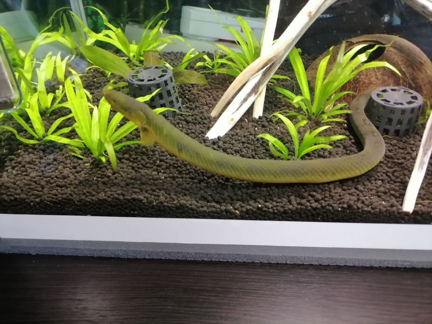 Каламоихт и декор