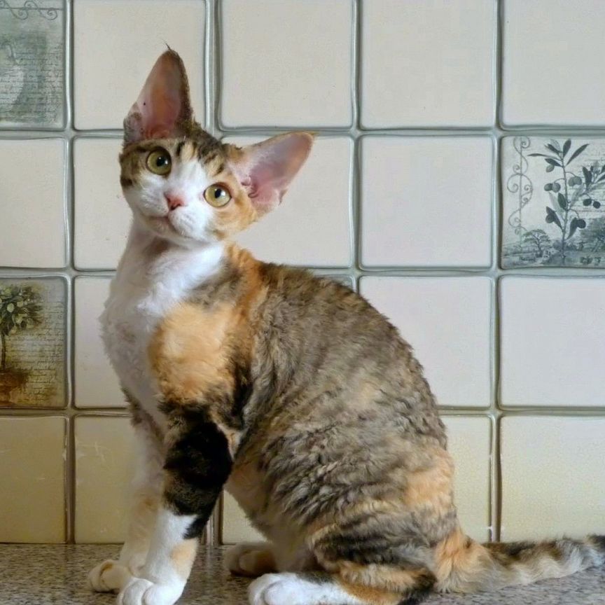 Котята девон рекс