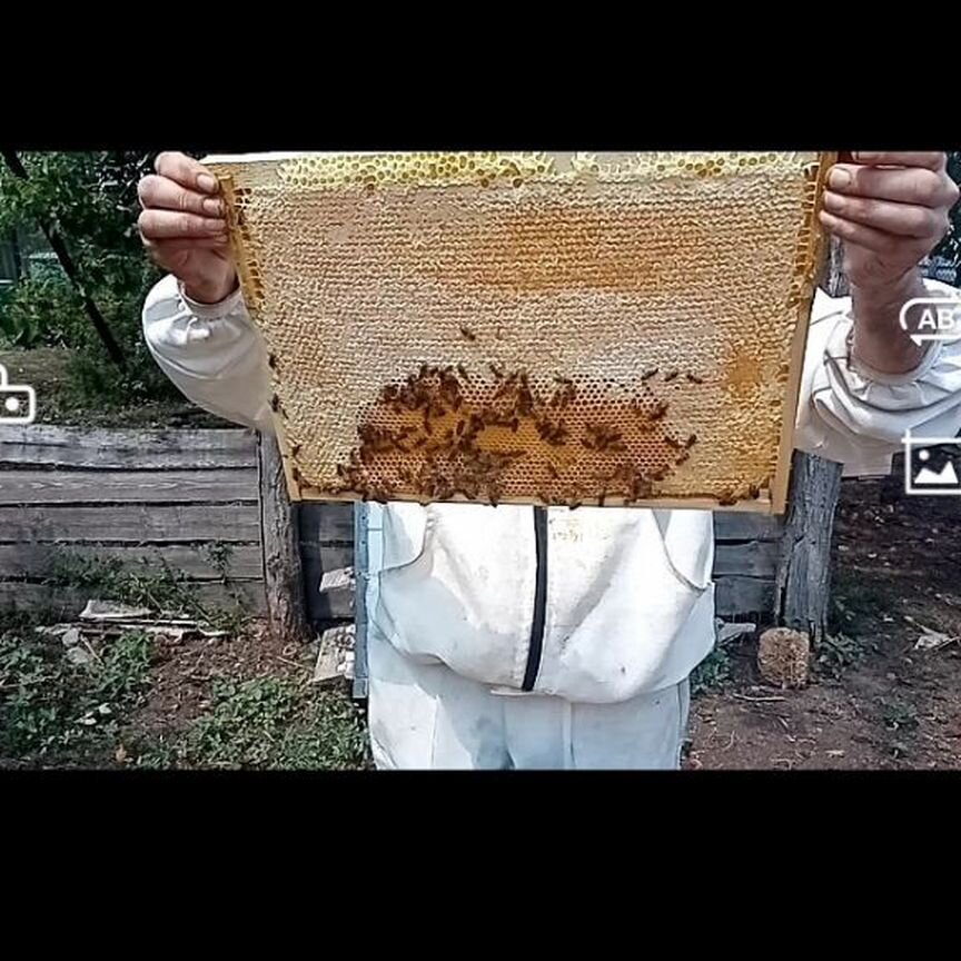 Сушь для пчел