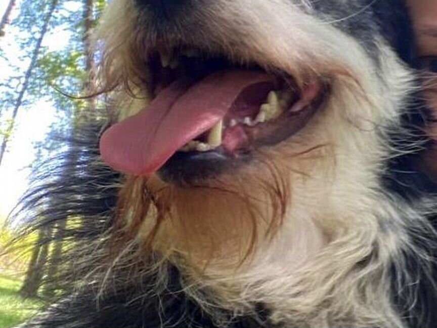 Малыш Шкипер домашний пёс, ищет дом