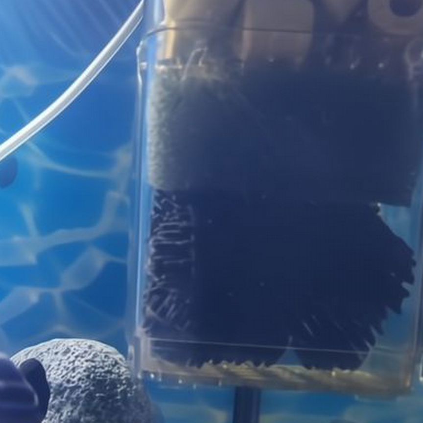 Цихлиды еллоу