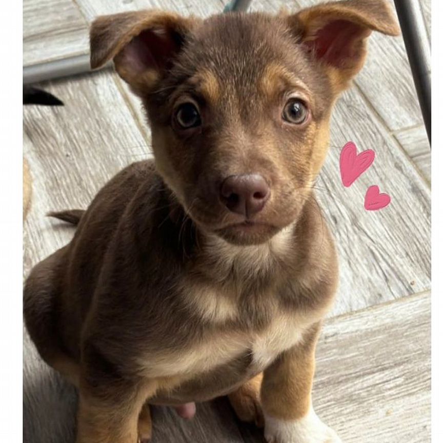 Щенок в добрые руки