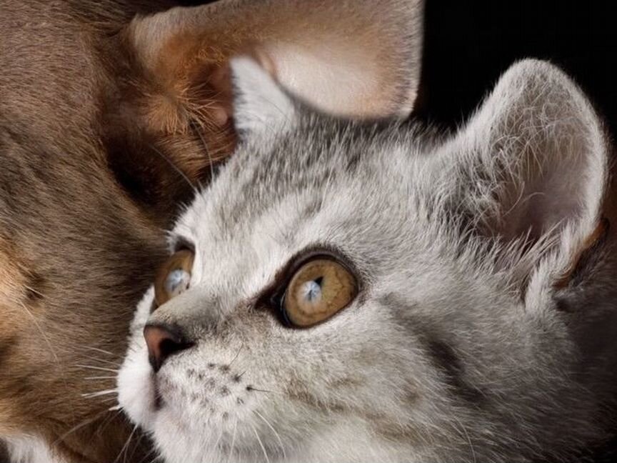 Британские котята